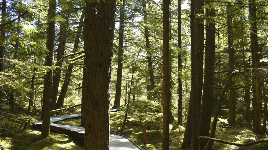 Guided Nature Walk: Enjoying the Outdoors | SHADOW