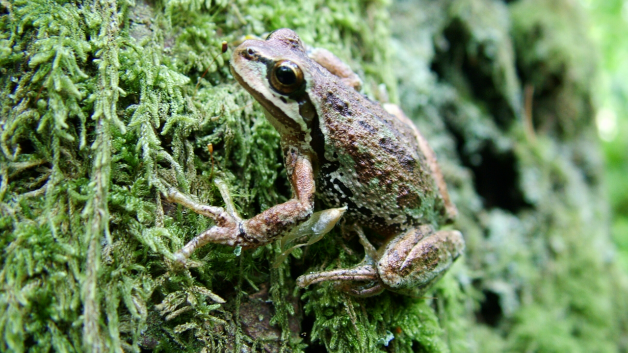 Cancelled - Guided Nature Walk: Frogs Around the Bog | SHADOW