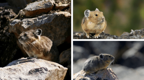 Native of the Month: American Pika | SHADOW