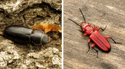Native of the Month: Bark Beetles | SHADOW