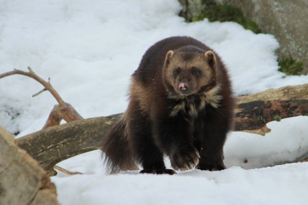 Native of the Month: American wolverine | SHADOW