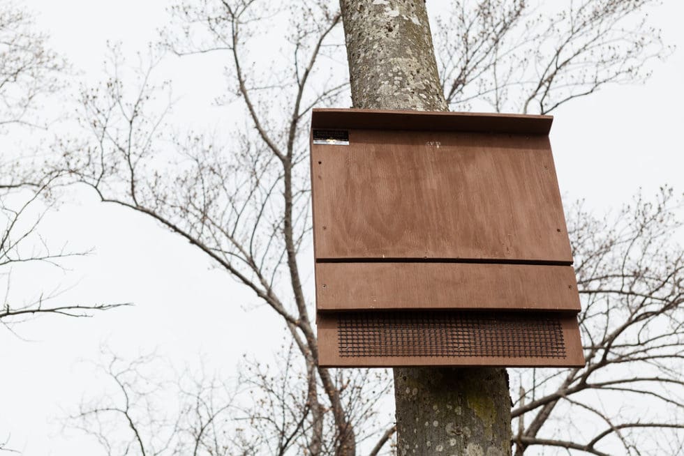In artificial roost comparison, bats show preference for rocket box ...